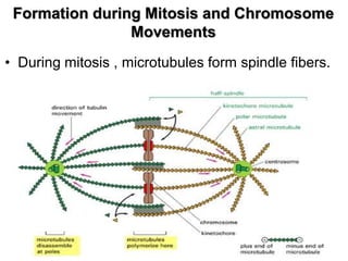 structure and functions of cytoskeletons | PPTX