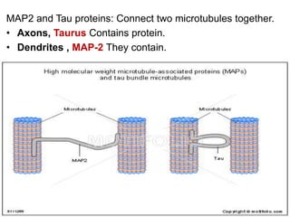 structure and functions of cytoskeletons | PPTX