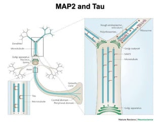 structure and functions of cytoskeletons | PPTX