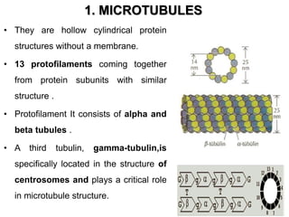 structure and functions of cytoskeletons | PPTX