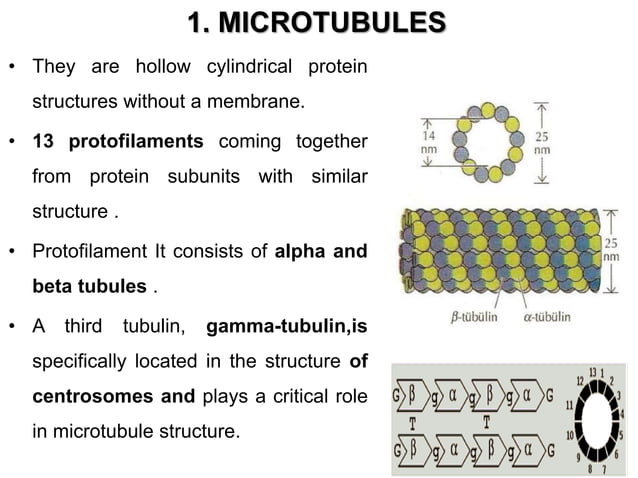 structure and functions of cytoskeletons | PPTX | Chemistry | Science