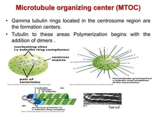 structure and functions of cytoskeletons | PPTX