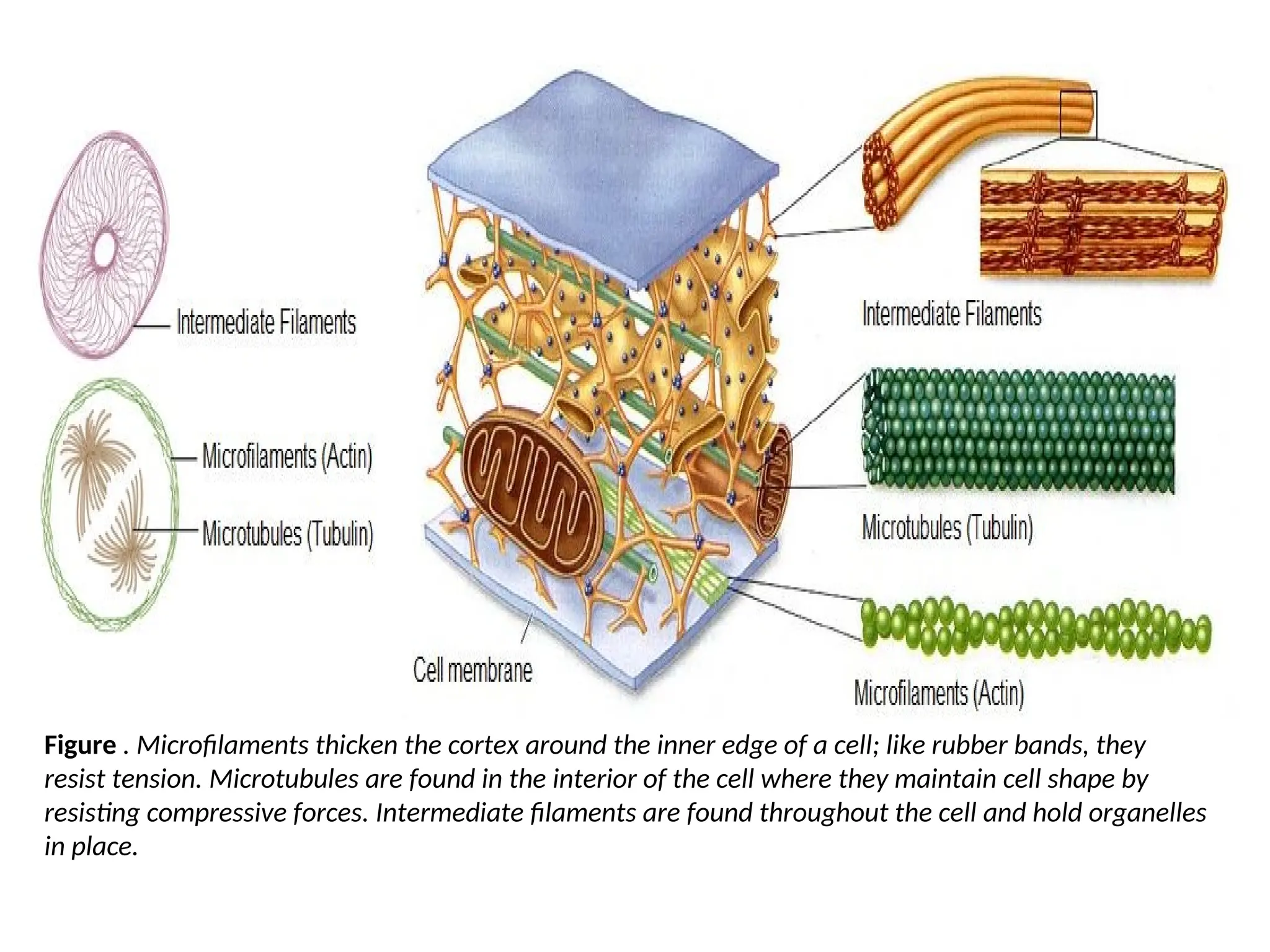 Cytoskeleton and plasma membranes with detailed description of early ...