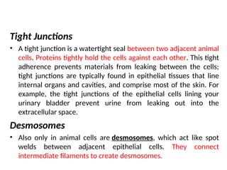 Cytoskeleton and plasma membranes with detailed description of early ...