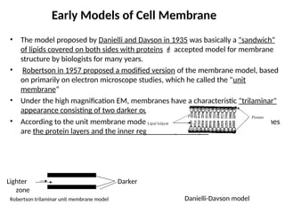Cytoskeleton and plasma membranes with detailed description of early ...