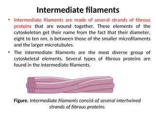 Cytoskeleton and plasma membranes with detailed description of early ...
