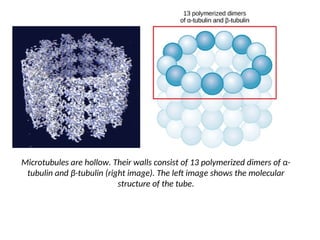 Cytoskeleton and plasma membranes with detailed description of early ...