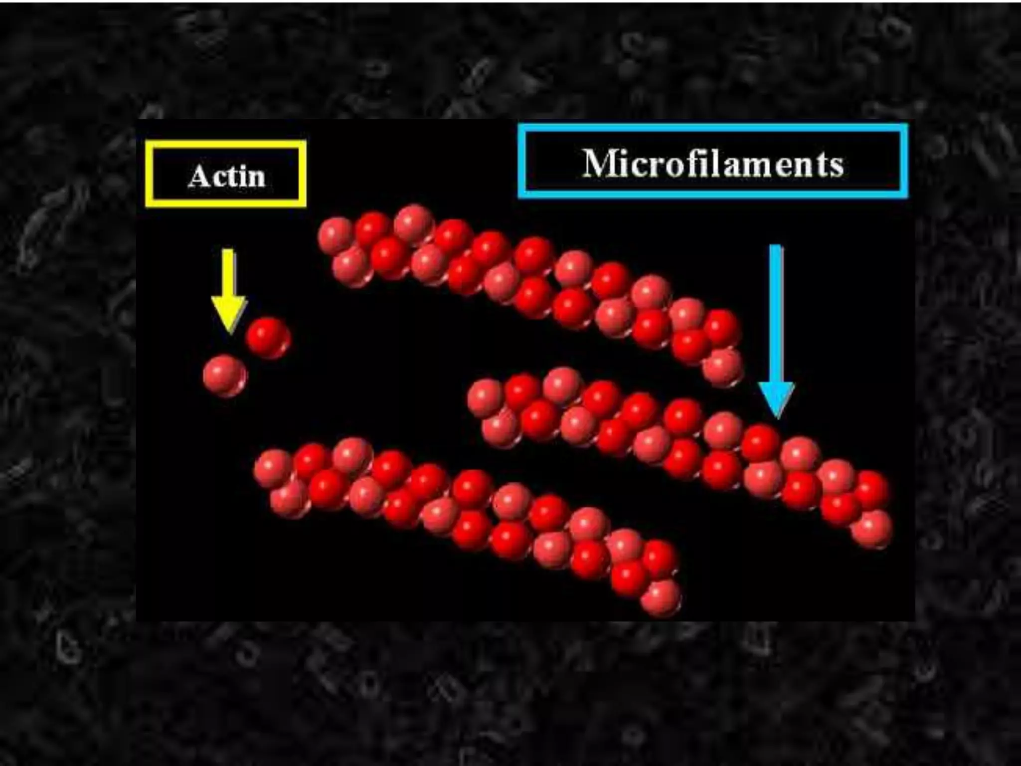 Cytoskeleton , cell shape and cell motility | PPTX