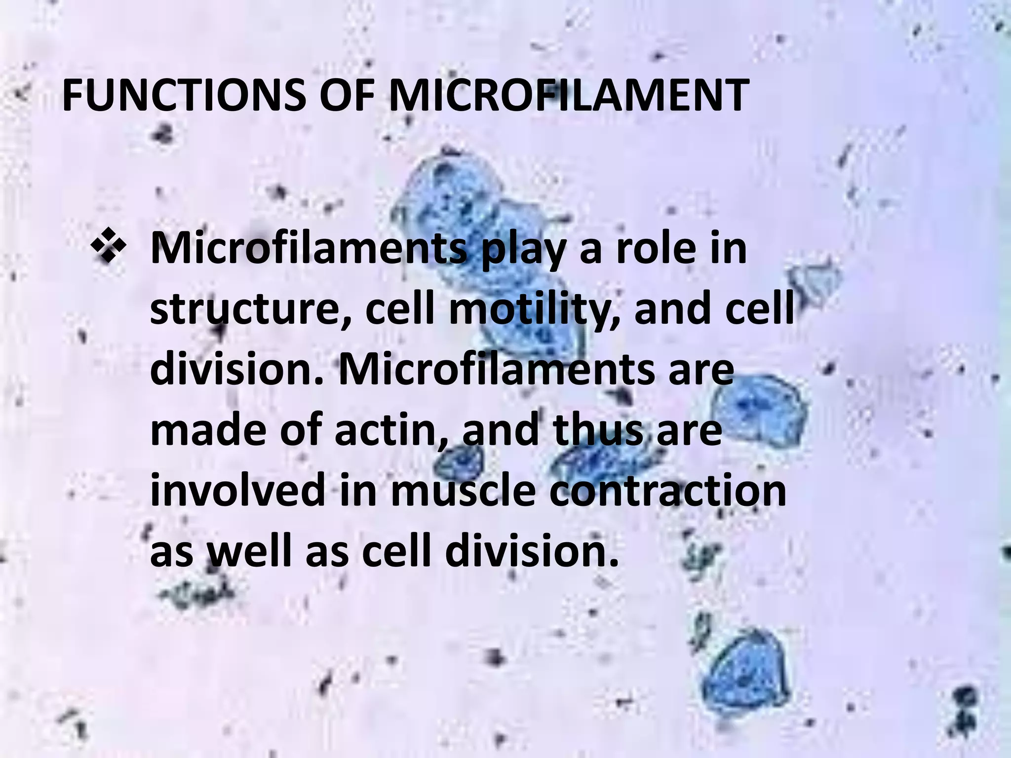Cytoskeleton , cell shape and cell motility | PPTX