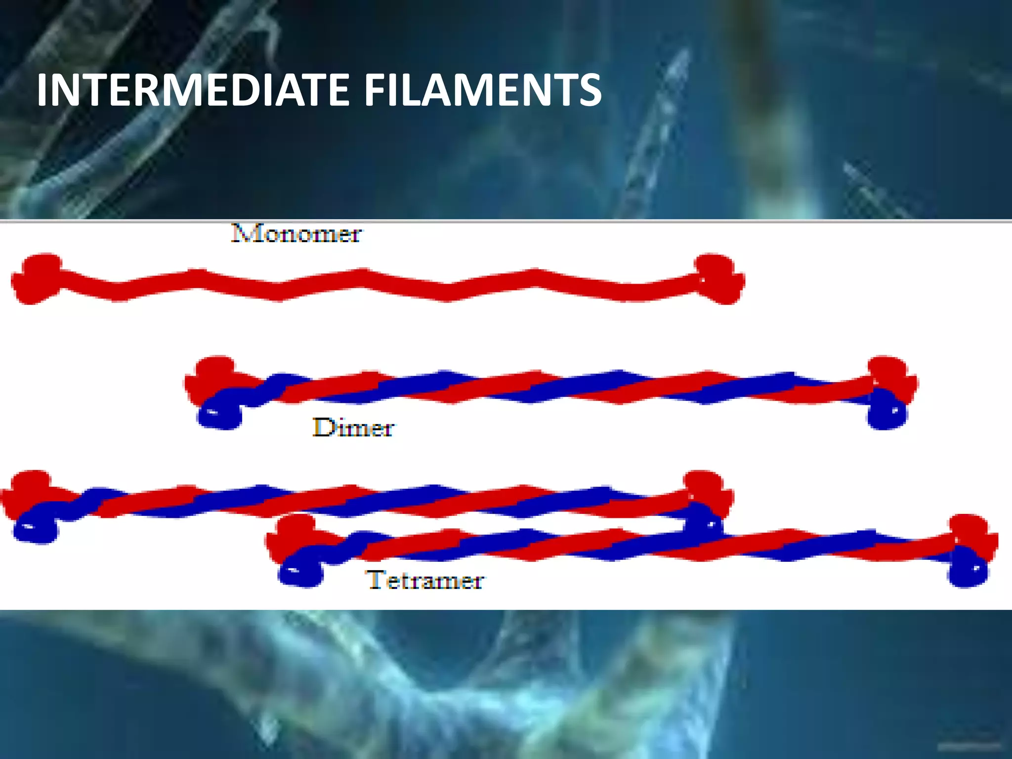 Cytoskeleton , cell shape and cell motility | PPTX