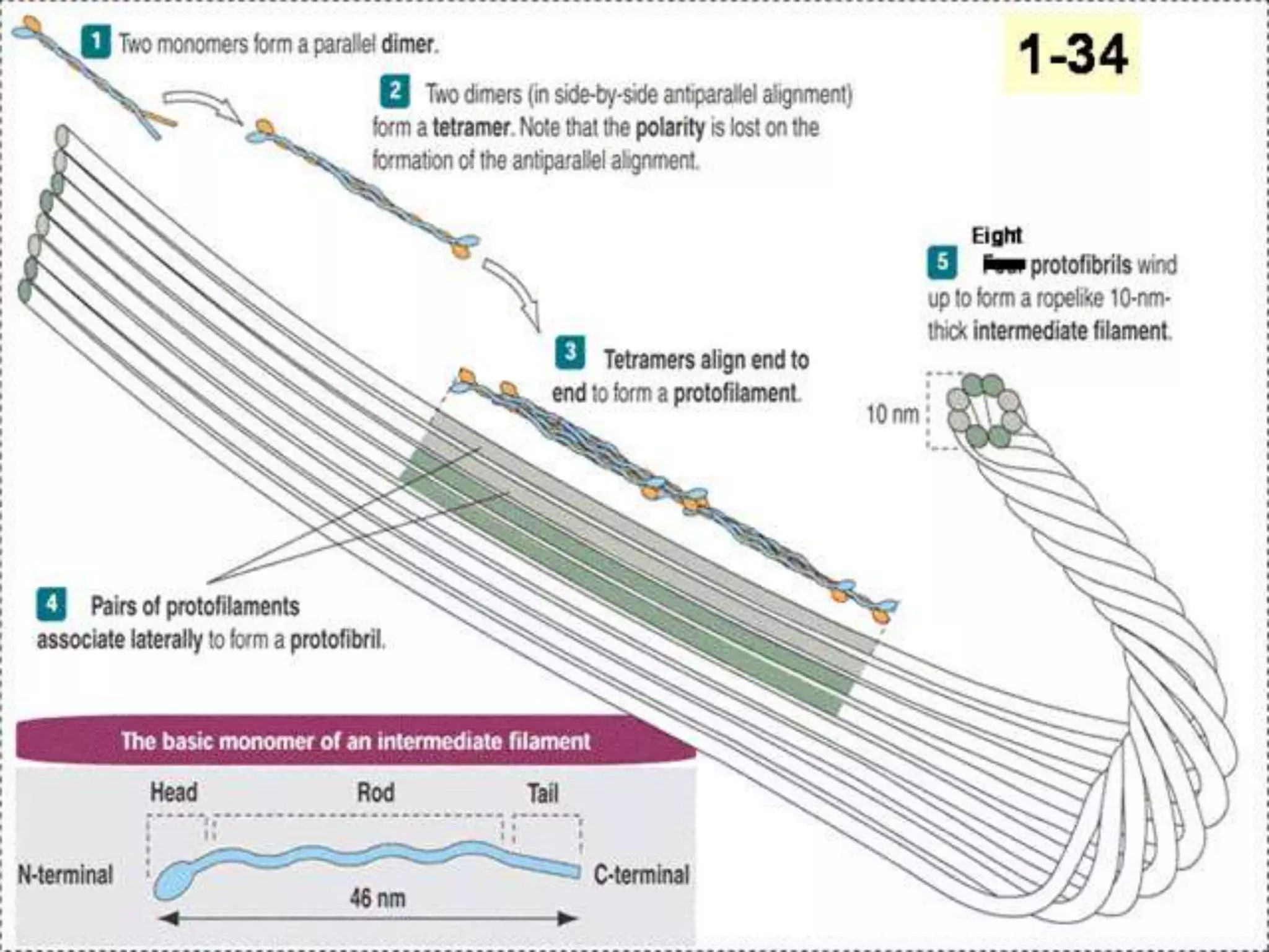 Cytoskeleton , cell shape and cell motility | PPTX