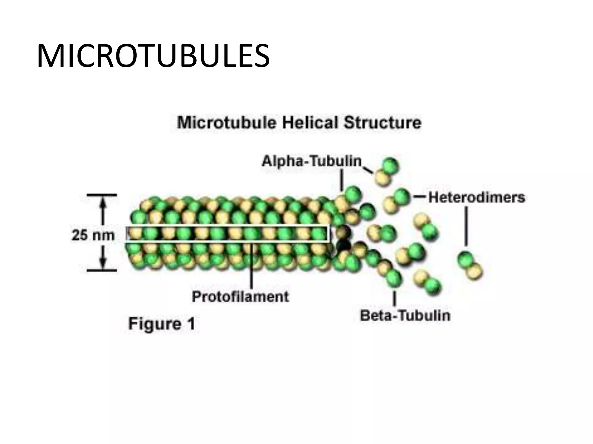Cytoskeleton , cell shape and cell motility | PPTX