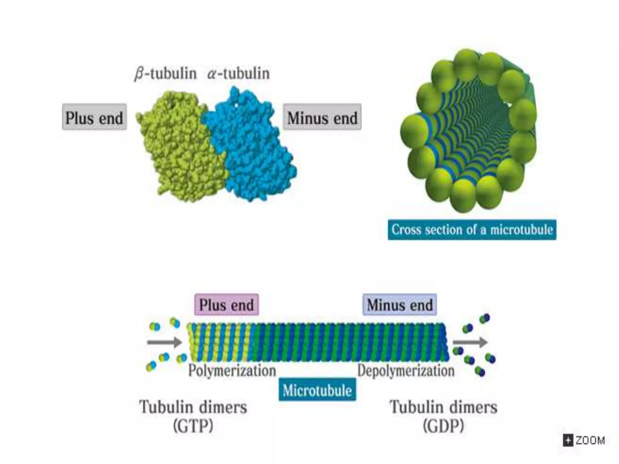 Cytoskeleton , cell shape and cell motility | PPTX