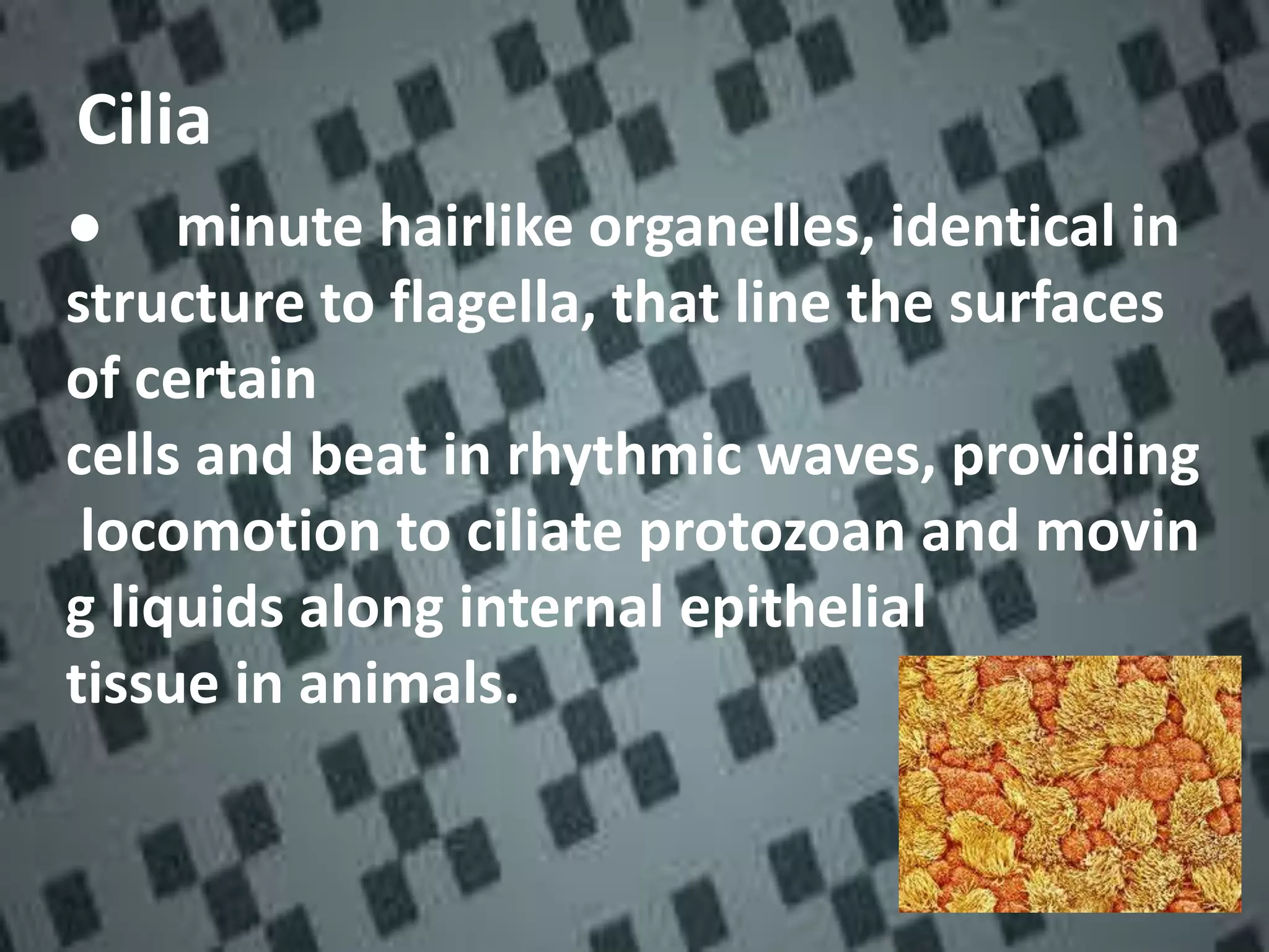 Cytoskeleton , cell shape and cell motility | PPTX