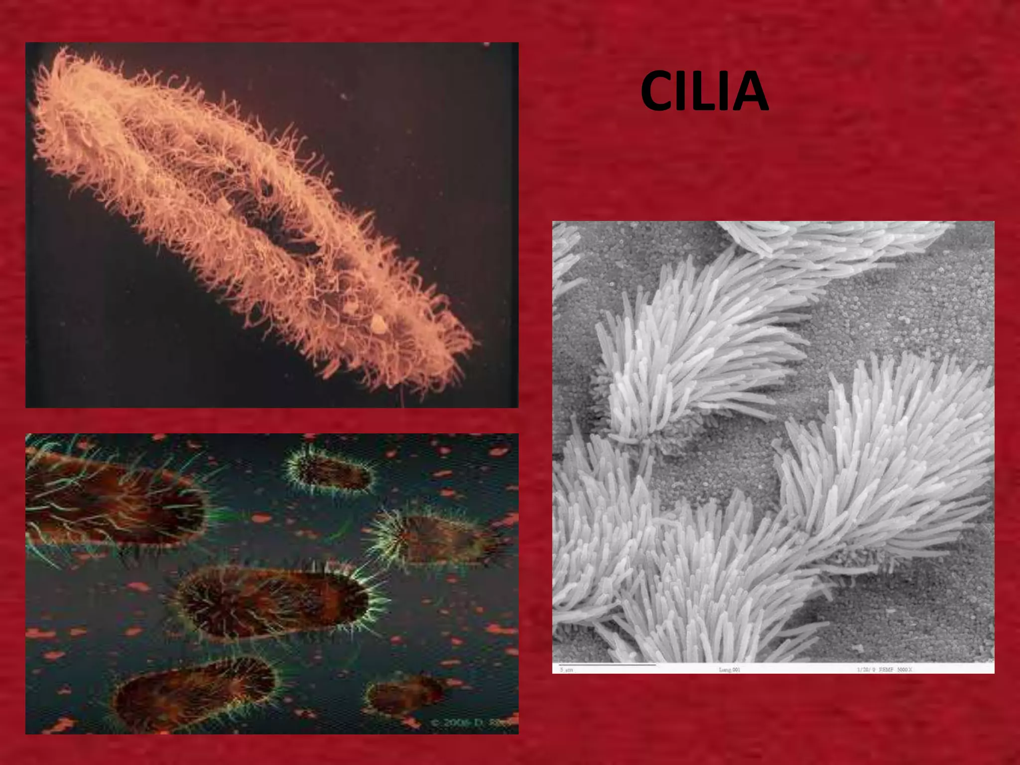 Cytoskeleton , cell shape and cell motility | PPTX