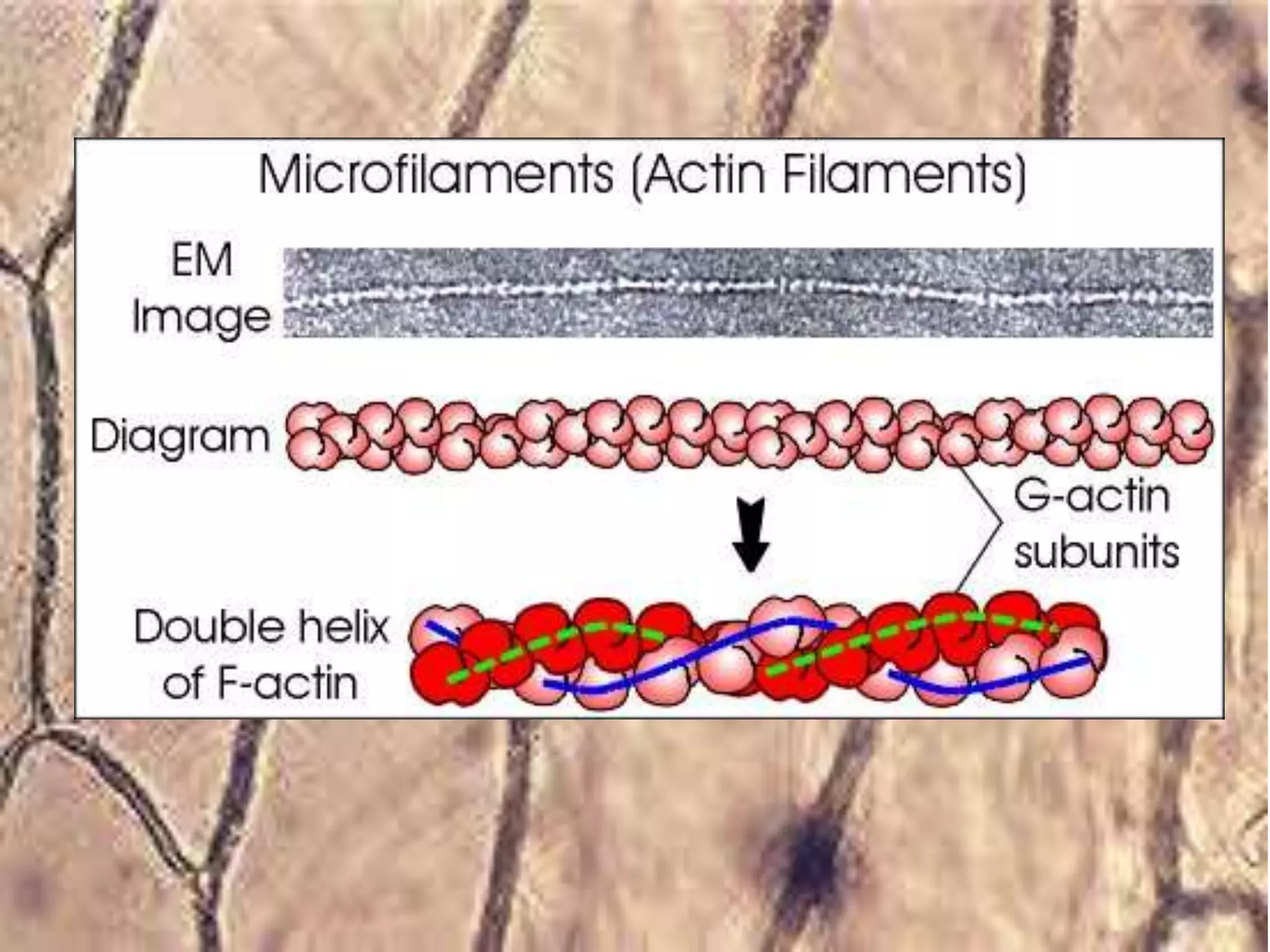 Cytoskeleton , cell shape and cell motility | PPTX