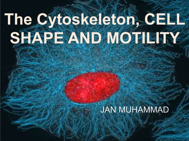 Cytoskeleton , cell shape and cell motility | PPTX