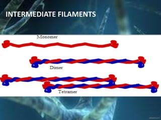 Cytoskeleton , cell shape and cell motility | PPTX