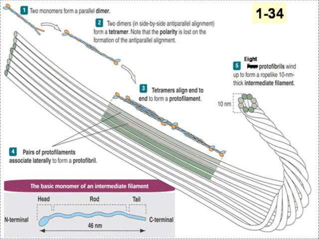 Cytoskeleton , cell shape and cell motility | PPTX