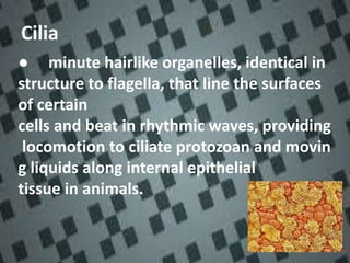 Cytoskeleton , cell shape and cell motility | PPTX