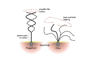 Cytoskeleton , cell shape and cell motility | PPTX