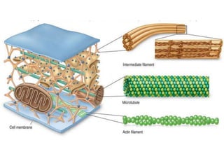 Cytoskeleton , cell shape and cell motility | PPTX