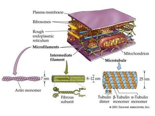 Cytoskeleton Cell
