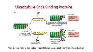 Cytoskeleton & Extracellular matrix | PPTX