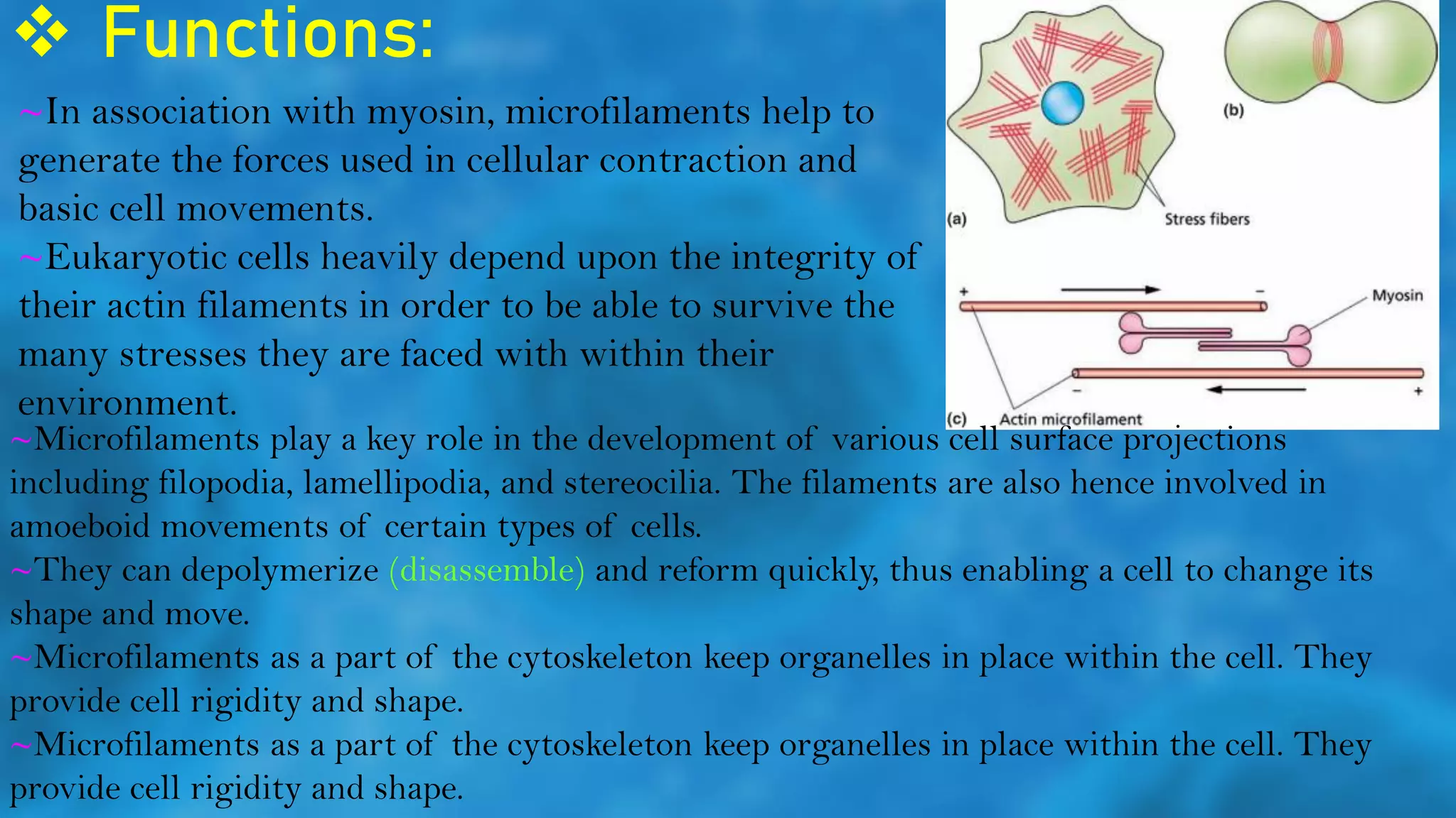 Cytoskeleton | PDF