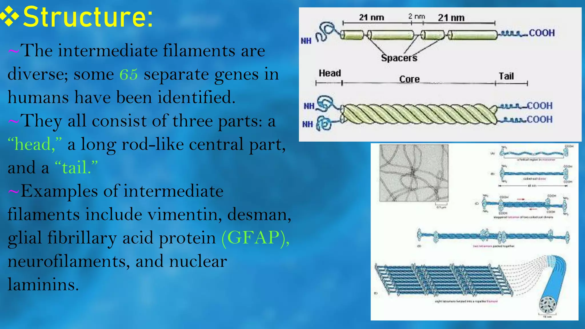 Cytoskeleton | PDF