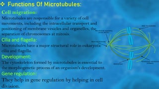 Cytoskeleton | PDF