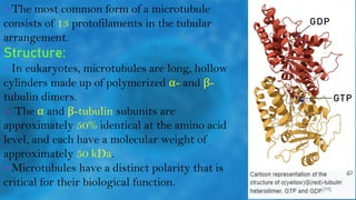 Cytoskeleton | PDF