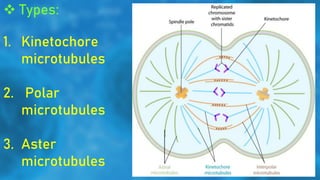 Cytoskeleton | PDF
