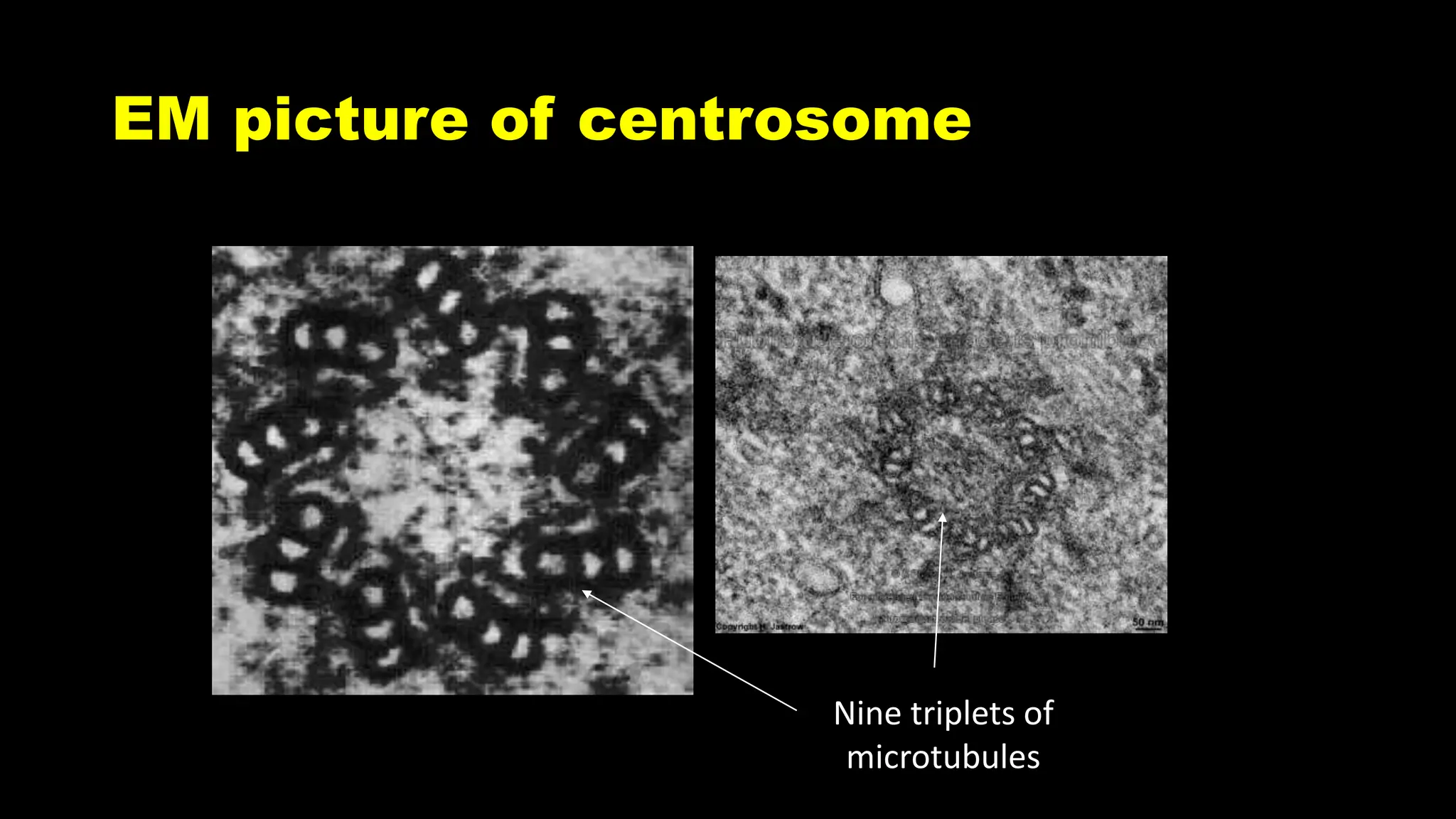 Cytoskeleton Inclusion.pptx