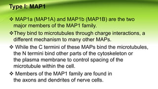 Cytoskeleton | PPT