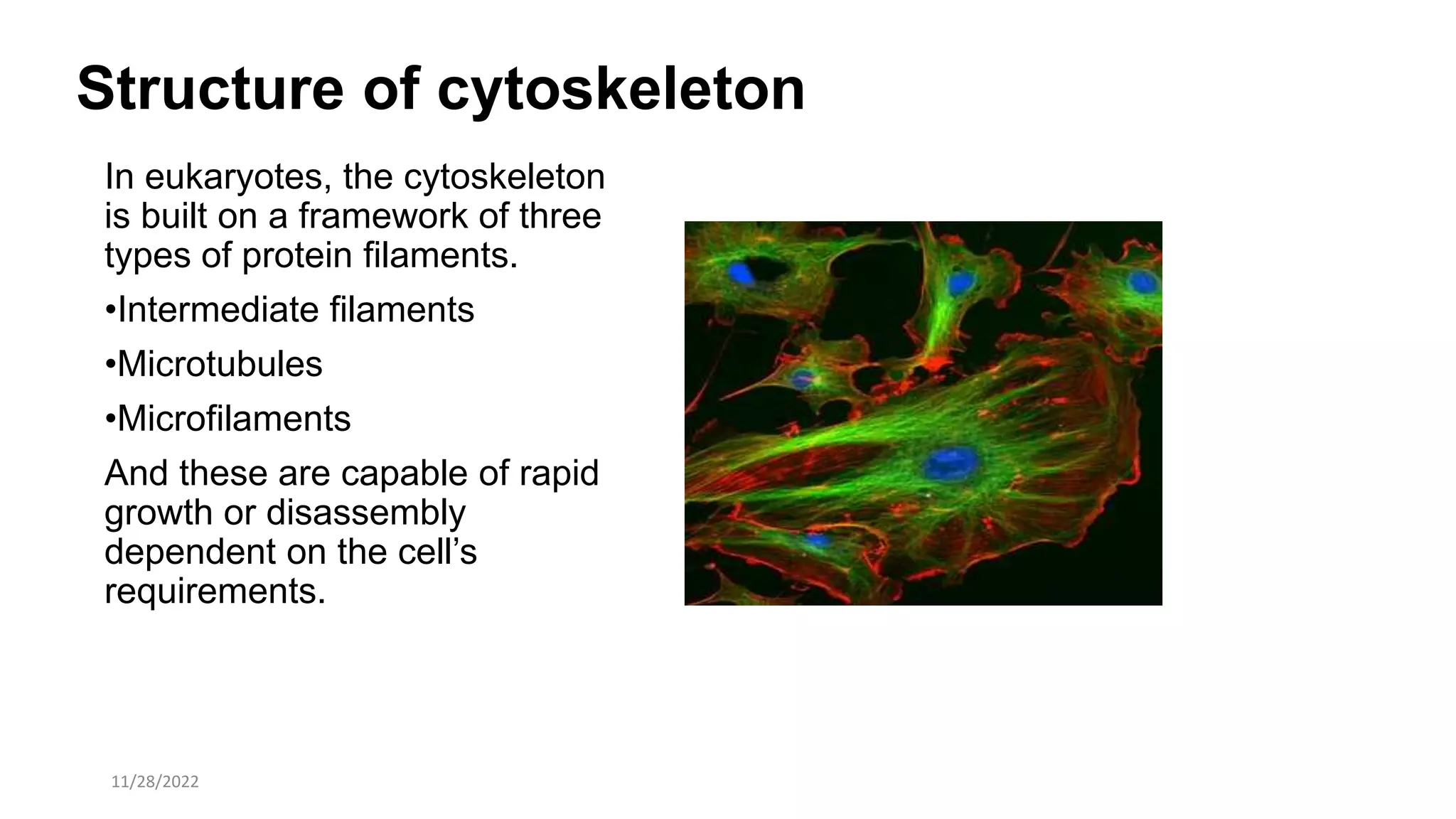 CYTOSKELETON presentation by (Aneeq) (1).pptx