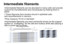 CYTOSKELETON presentation by (Aneeq) (1).pptx