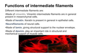 CYTOSKELETON presentation by (Aneeq) (1).pptx