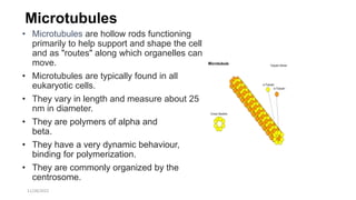 CYTOSKELETON presentation by (Aneeq) (1).pptx