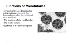 CYTOSKELETON presentation by (Aneeq) (1).pptx