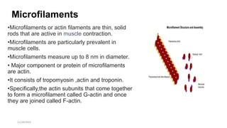 CYTOSKELETON presentation by (Aneeq) (1).pptx