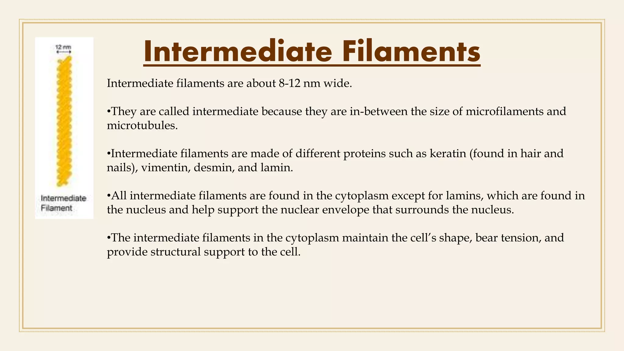 Cytoskeleton structure. Microfilaments, microtubules and intermediate ...