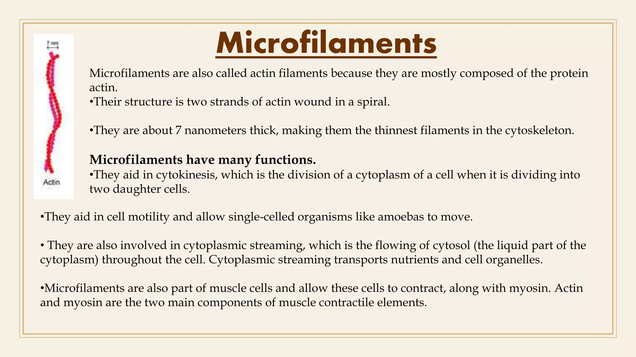 Cytoskeleton structure. Microfilaments, microtubules and intermediate filaments. | PPTX