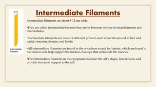 Cytoskeleton structure. Microfilaments, microtubules and intermediate ...