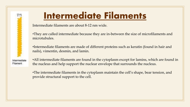Cytoskeleton structure. Microfilaments, microtubules and intermediate ...