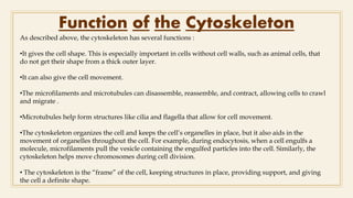 Cytoskeleton structure. Microfilaments, microtubules and intermediate ...