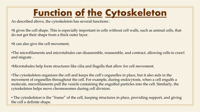 Cytoskeleton structure. Microfilaments, microtubules and intermediate filaments. | PPTX ...