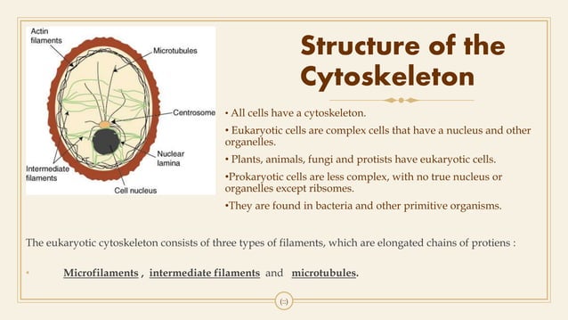 Cytoskeleton structure. Microfilaments, microtubules and intermediate ...