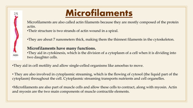 Cytoskeleton structure. Microfilaments, microtubules and intermediate ...