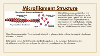 Cytoskeleton structure. Microfilaments, microtubules and intermediate filaments. | PPTX